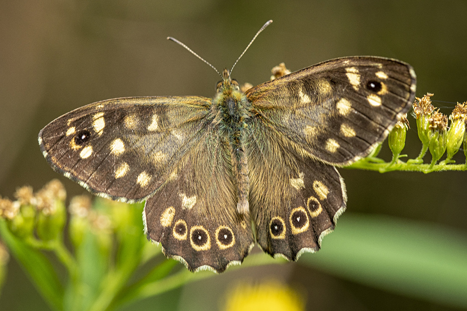 Speckled Wood Butterfly | villan | Blipfoto
