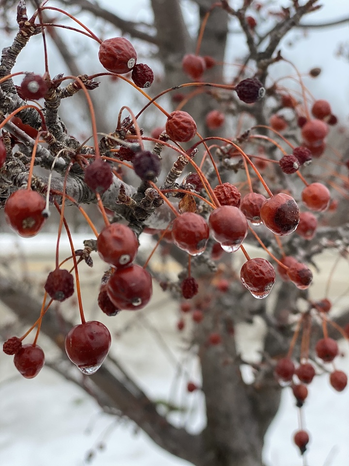 A drizzly morning | dfb24 | Blipfoto