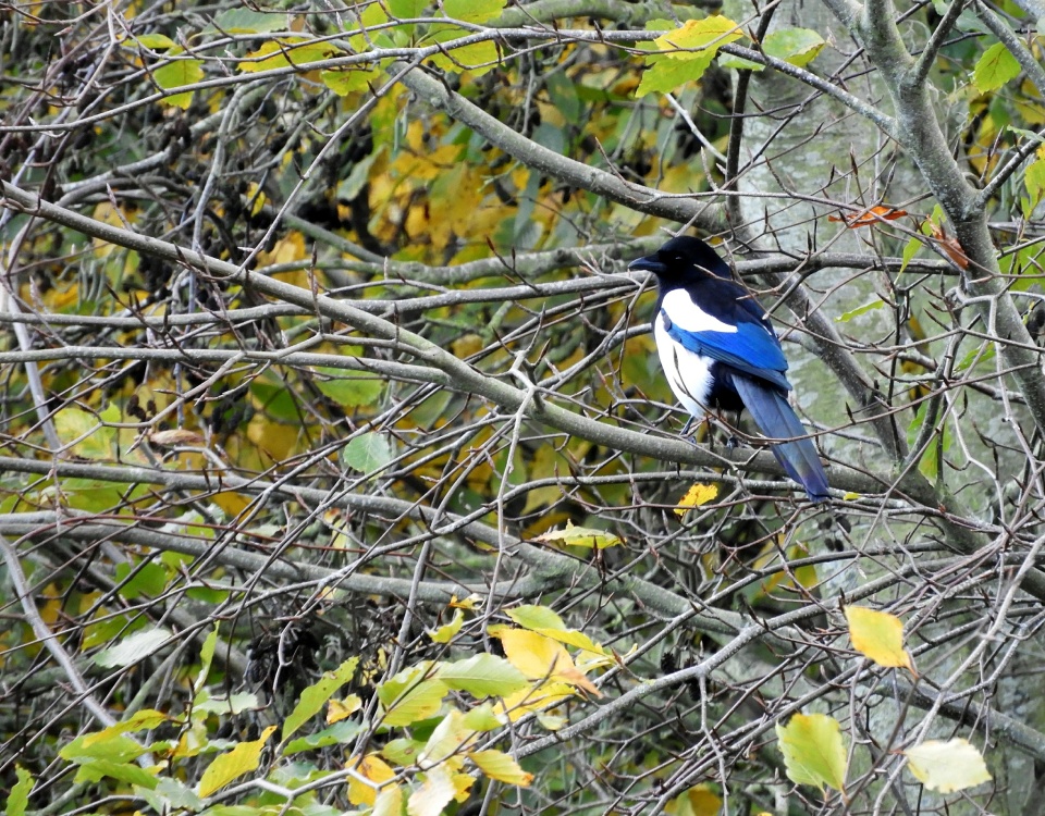 Waiting | Tigger101 | Blipfoto