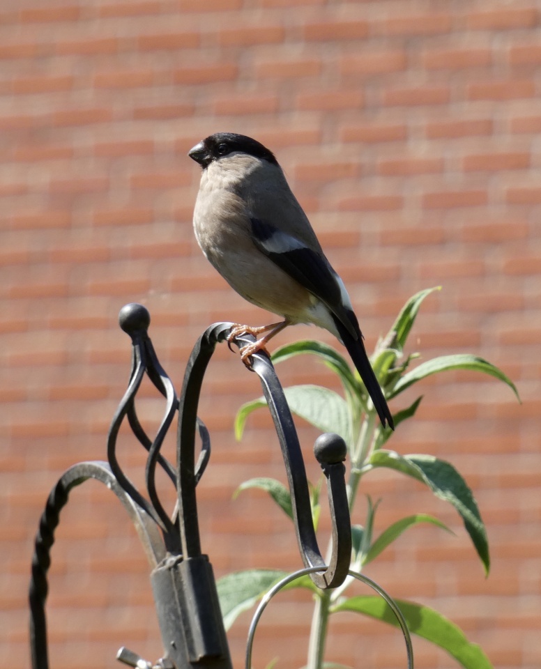 Queen of all she surveys | orchid99 | Blipfoto