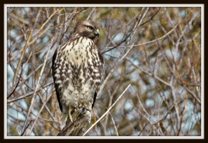 merlin hawk | tookie | Blipfoto