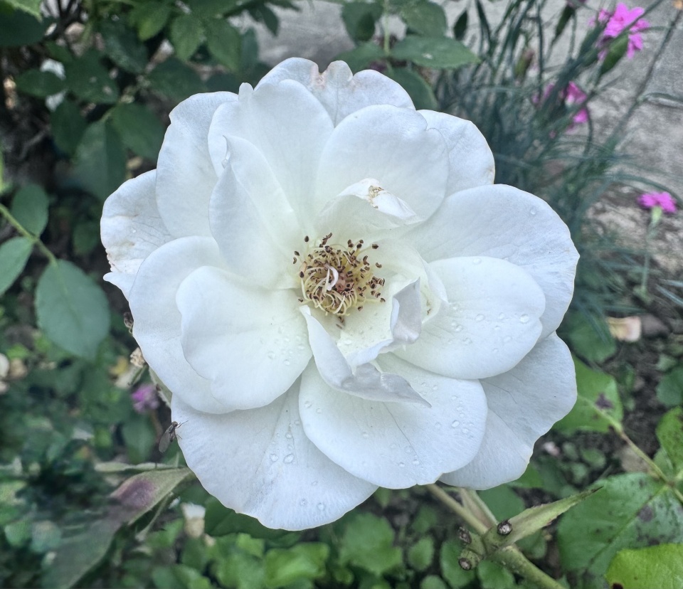 The White Rose is the... | AMS1 | Blipfoto