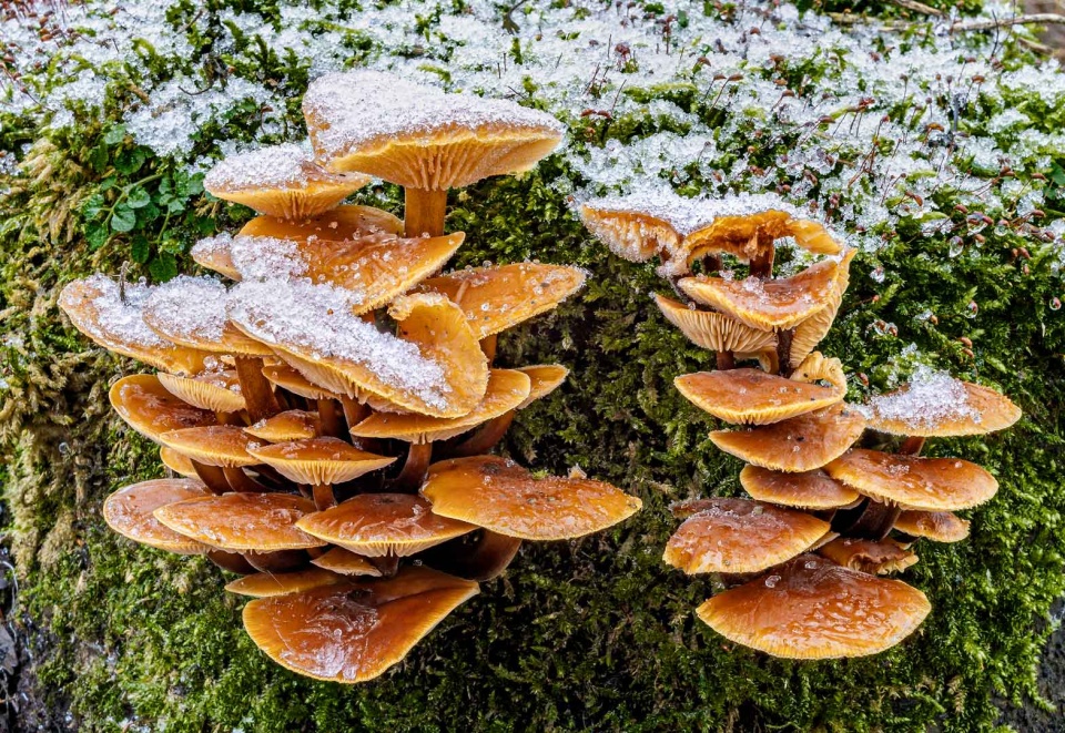 Mushrooms. | TrikinDave | Blipfoto