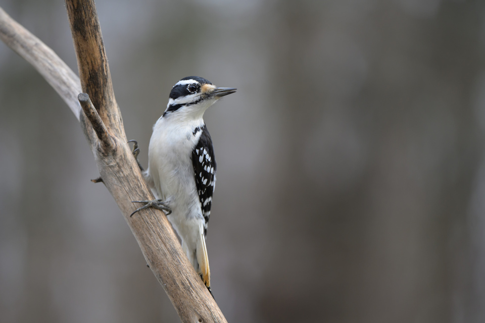 Hairy... | dbifulco | Blipfoto