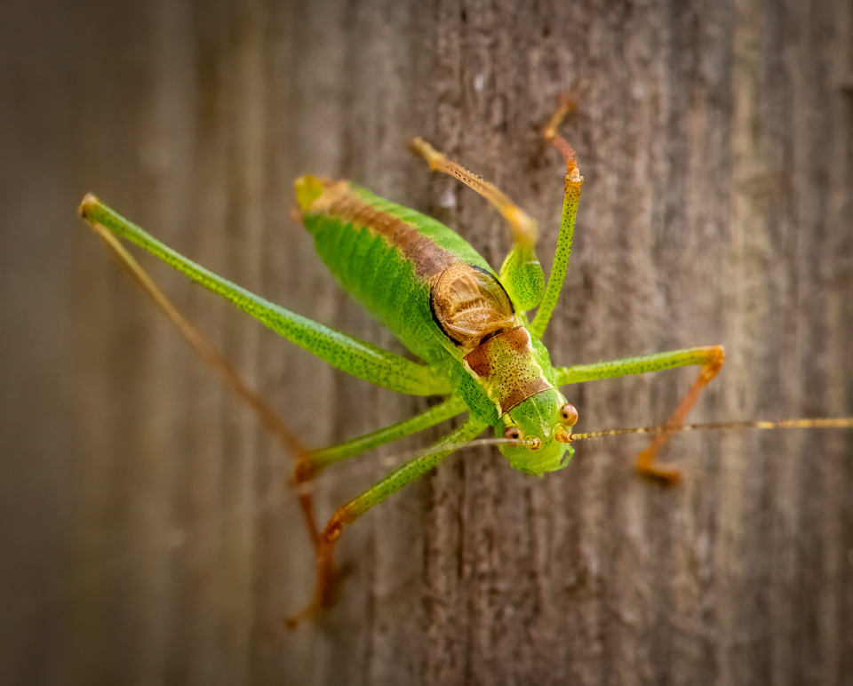 Hello Mr Grasshopper. | K9tam | Blipfoto