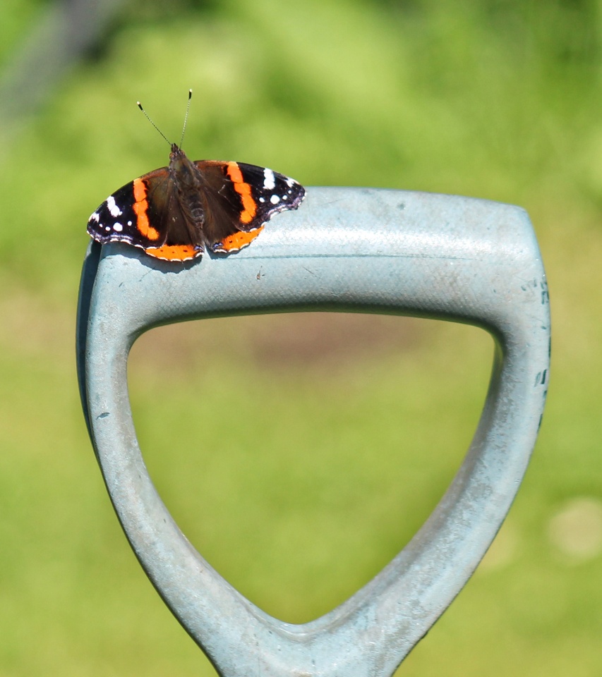 Dig, dig, dig! | Charlie17 | Blipfoto