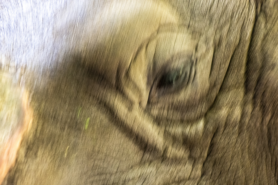 Rhino Eye | AbstractFiesta | Blipfoto