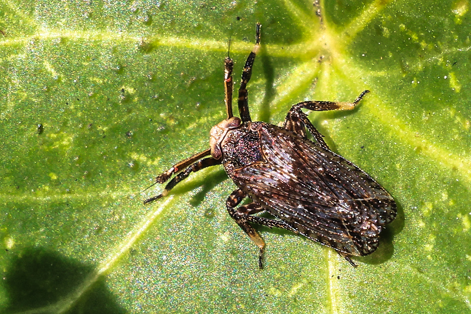 Tiny Innit? | MsQuizzical | Blipfoto