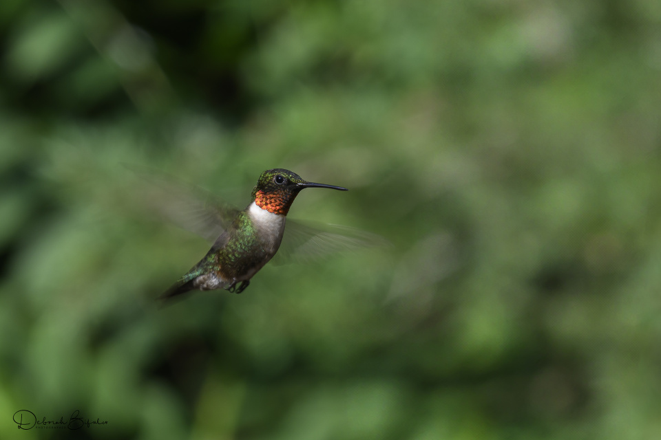 Slow | dbifulco | Blipfoto