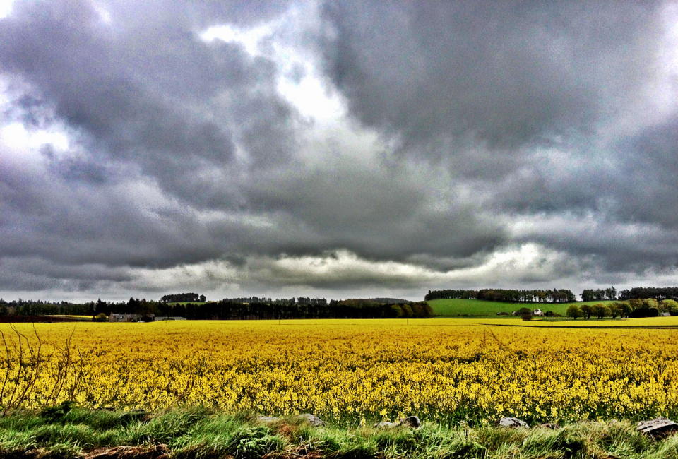 Driech | sarahphilp | Blipfoto