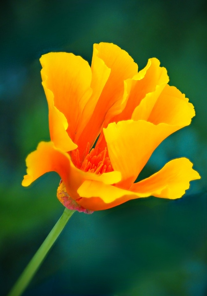 California poppy | AnnieBelle | Blipfoto