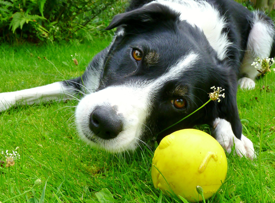 Pleeease play ball with me | spishy | Blipfoto