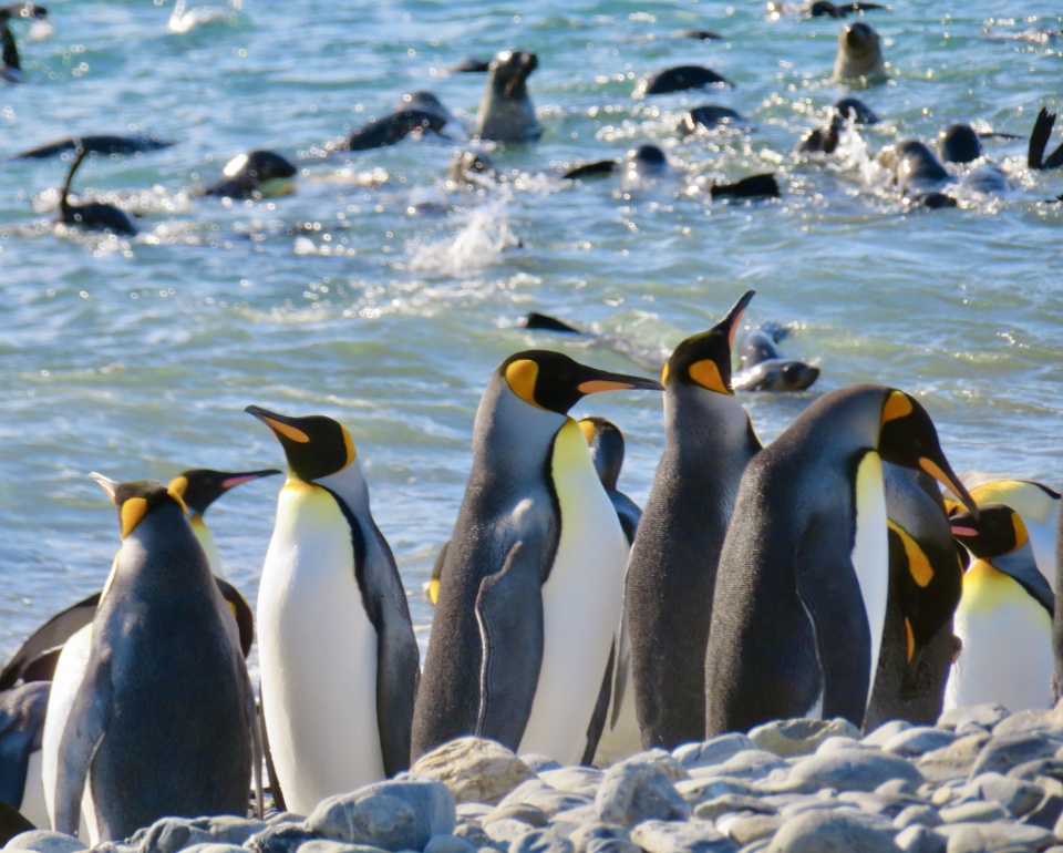 Aboil With Life! | DDW | Blipfoto