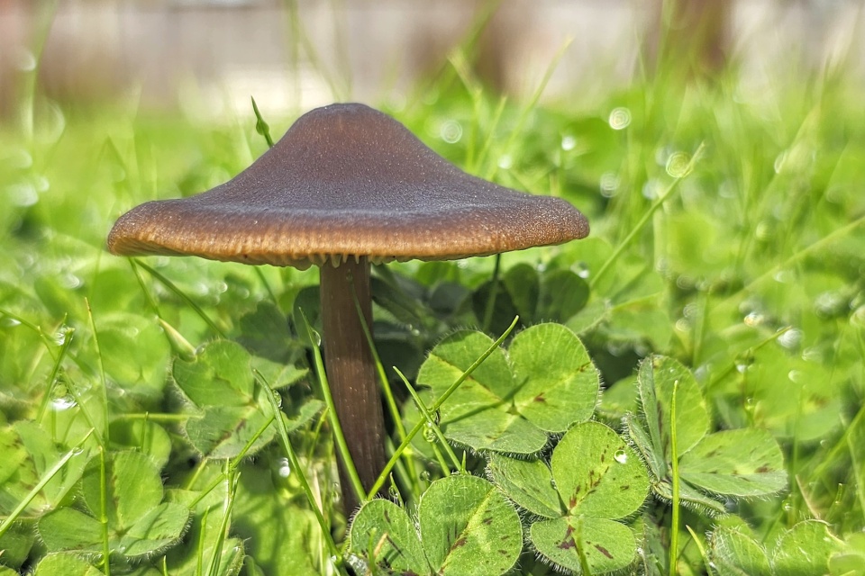 Graceful Mushroom | RonaldBerry | Blipfoto