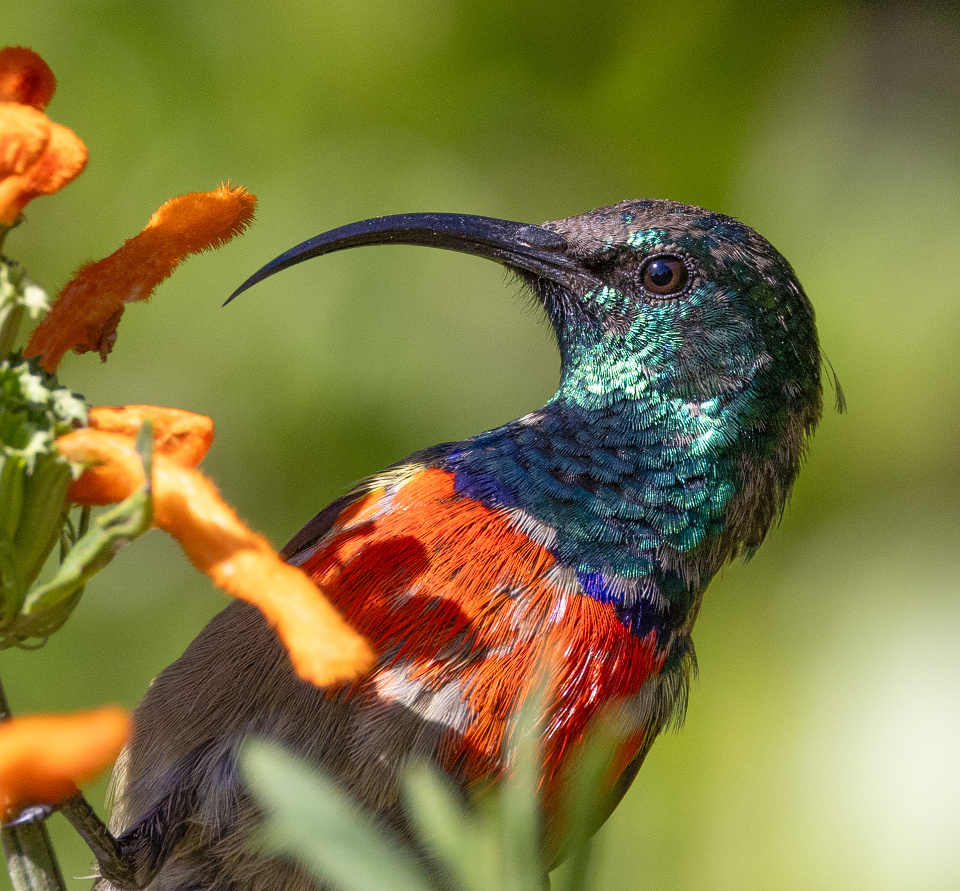 Sunbird | Hillyblips | Blipfoto