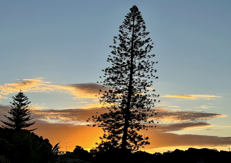 Leaning Pine Sunset | BanksiaMan | Blipfoto