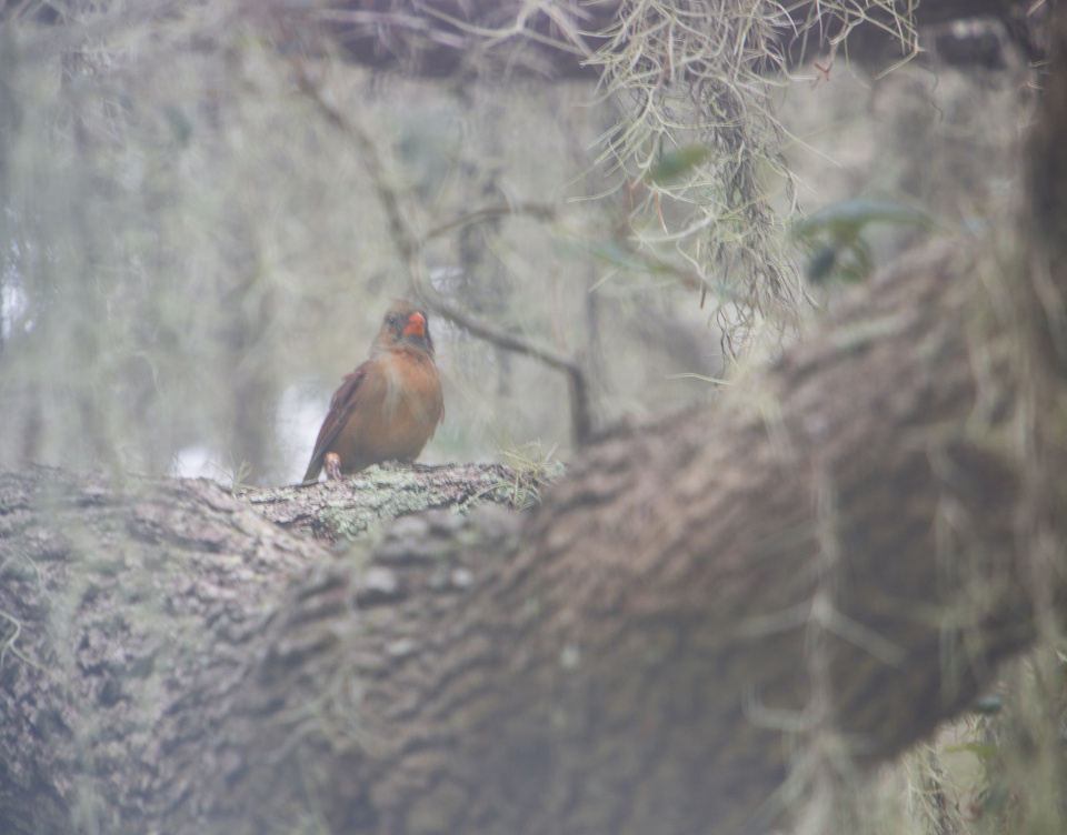 Up A Tree | bugsman | Blipfoto
