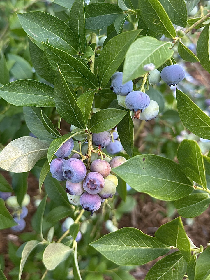 Oregon Blueberries | seniormoments | Blipfoto