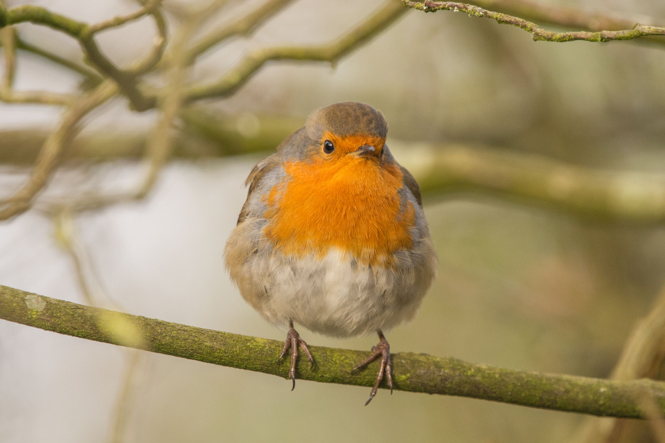 Rotund | gladders | Blipfoto