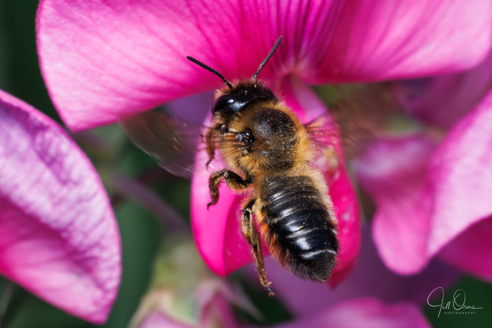 Stocky | JDO | Blipfoto