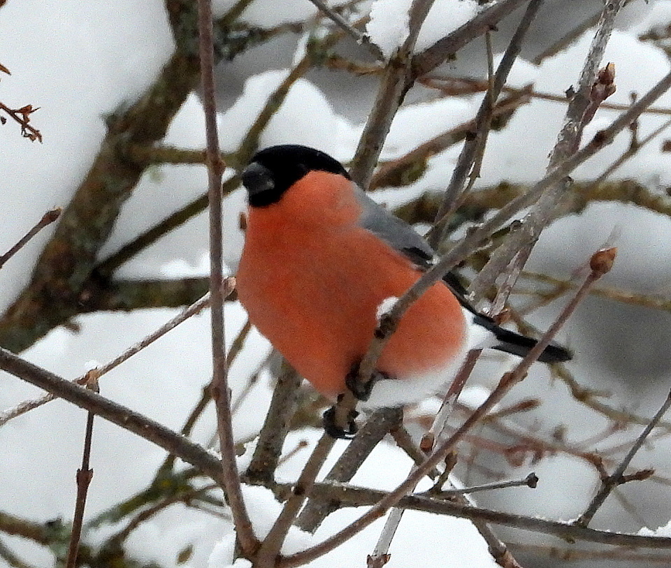 Punatulkku, Pyrrhula pyrrhula | leah | Blipfoto
