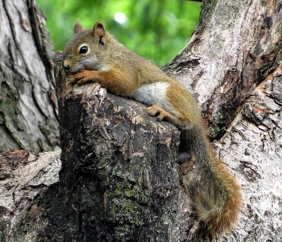 Chillin" up in the tree.... | lindee | Blipfoto