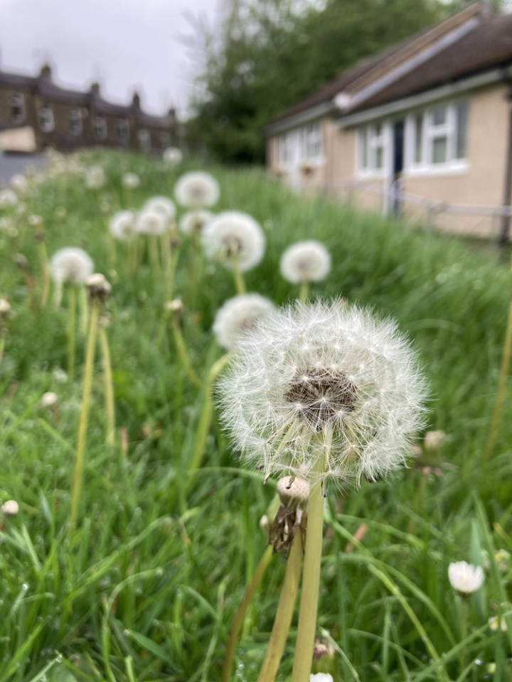Dandelion heads | RMH | Blipfoto
