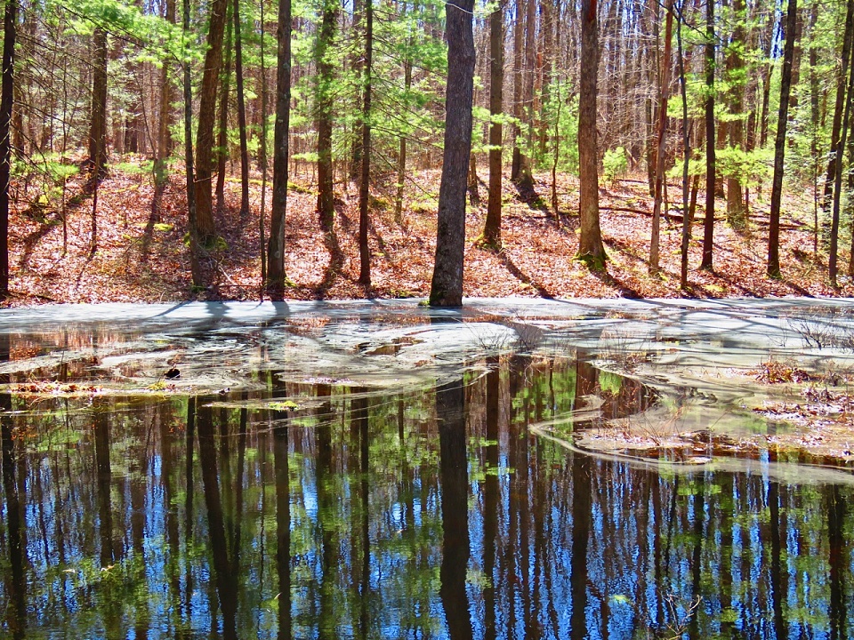 The Amphibian Party Zone | GirlWithACamera | Blipfoto