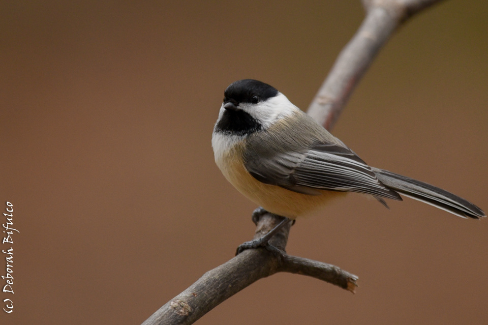 Black-capped Chickadee | dbifulco | Blipfoto