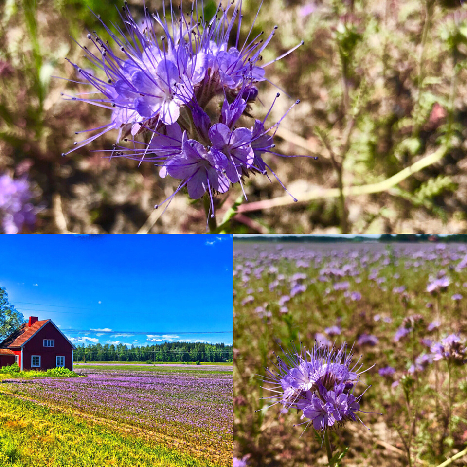 Violet field | valliei | Blipfoto