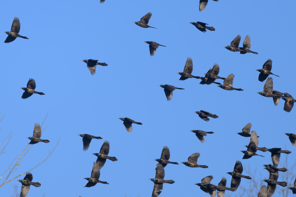 A Muttering of Grackles | dbifulco | Blipfoto