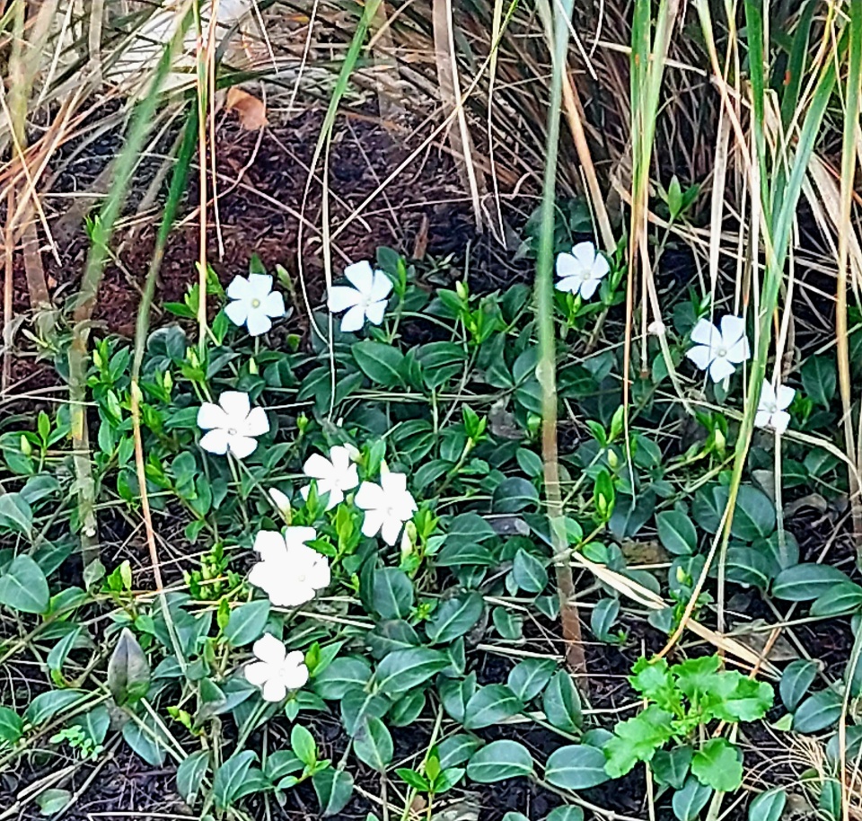 WHITE PERIWINKLE | sunflower | Blipfoto