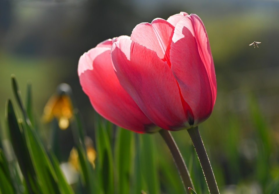Tulips and friend | Stiffknees | Blipfoto