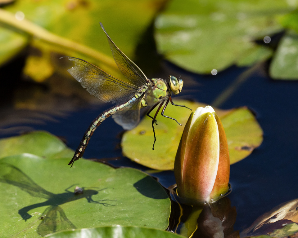 Ovipositing | Hillyblips | Blipfoto