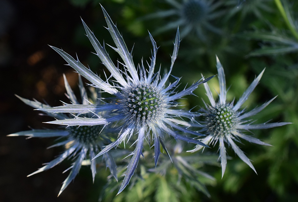 And now for something spiky | TimM | Blipfoto
