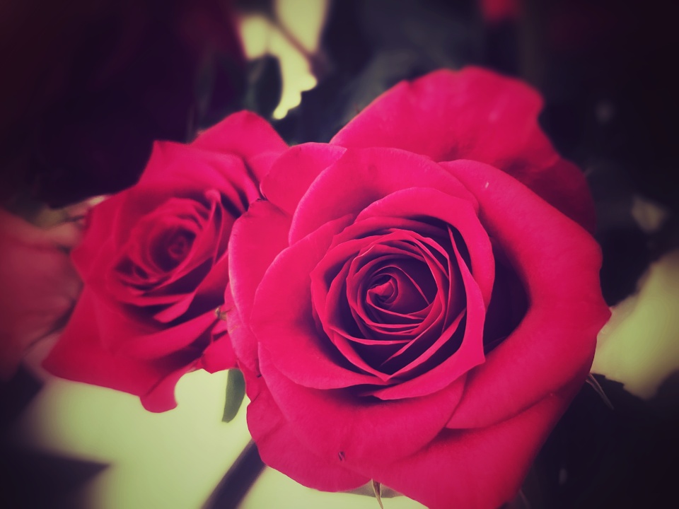 Rosy glow... | Damnonii | Blipfoto