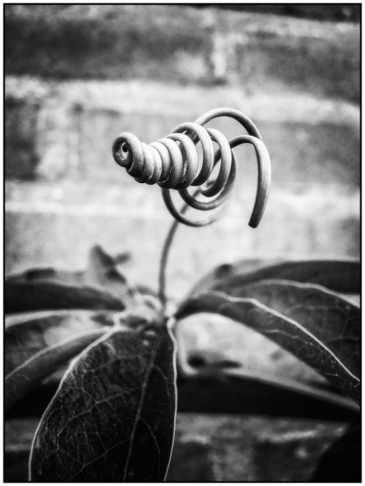 Almost as beautiful as the flowers | Ilja | Blipfoto