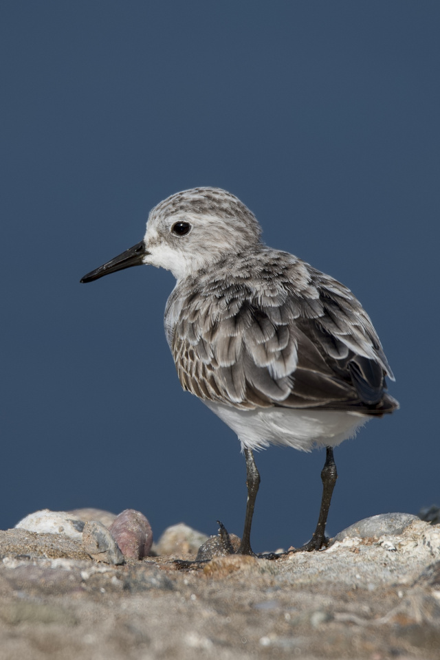 Little Stint(Winter plumage) | HilaryinOman | Blipfoto