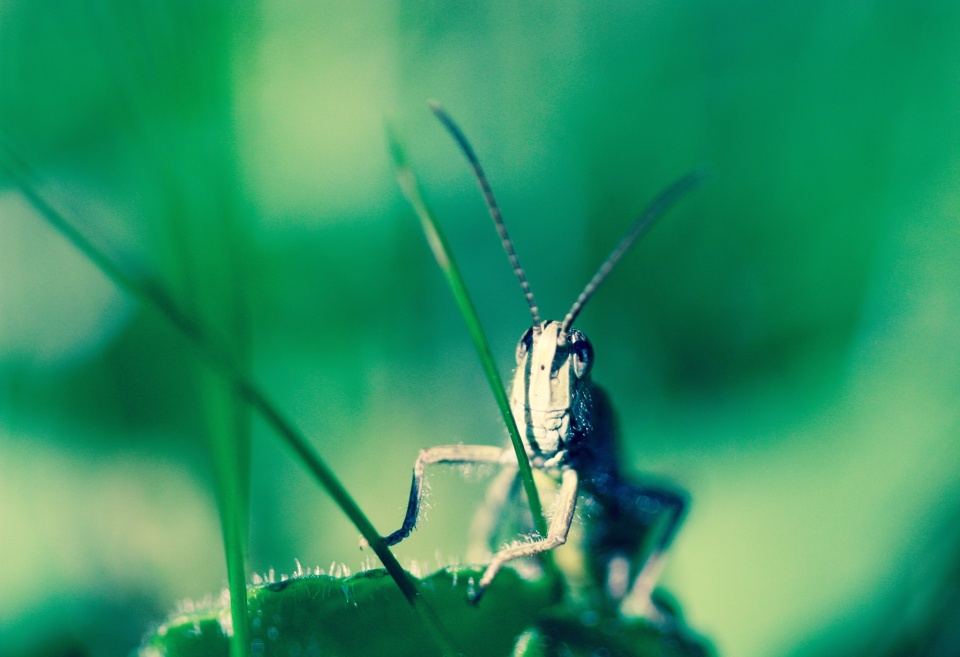 Critter watch day 3 | spishy | Blipfoto