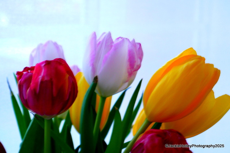 Cheery Tulips | ThingsBeautiful | Blipfoto