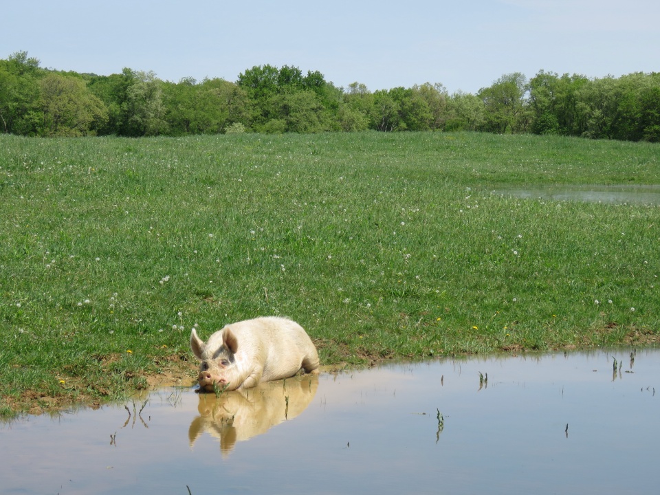 SOME PIG | GirlWithACamera | Blipfoto