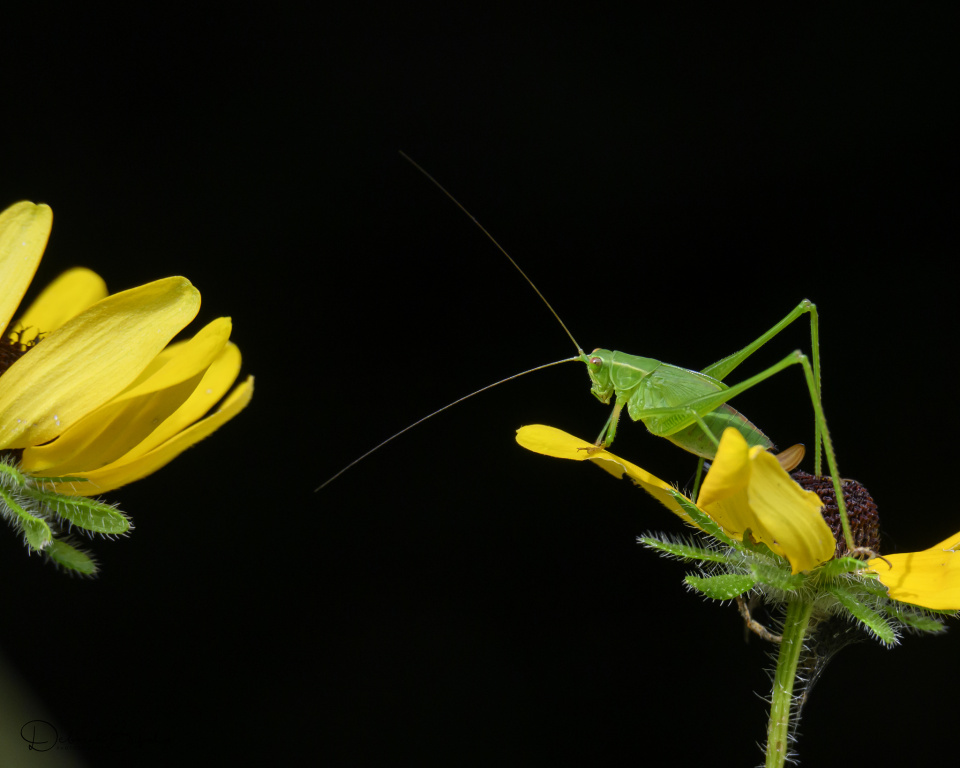 Fork tailed Bush Katydid | dbifulco | Blipfoto
