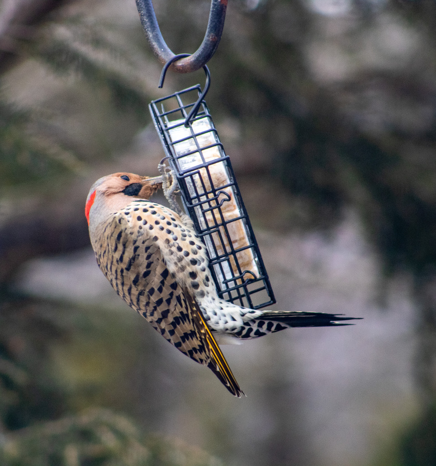 A northern flicker | KathyH58 | Blipfoto