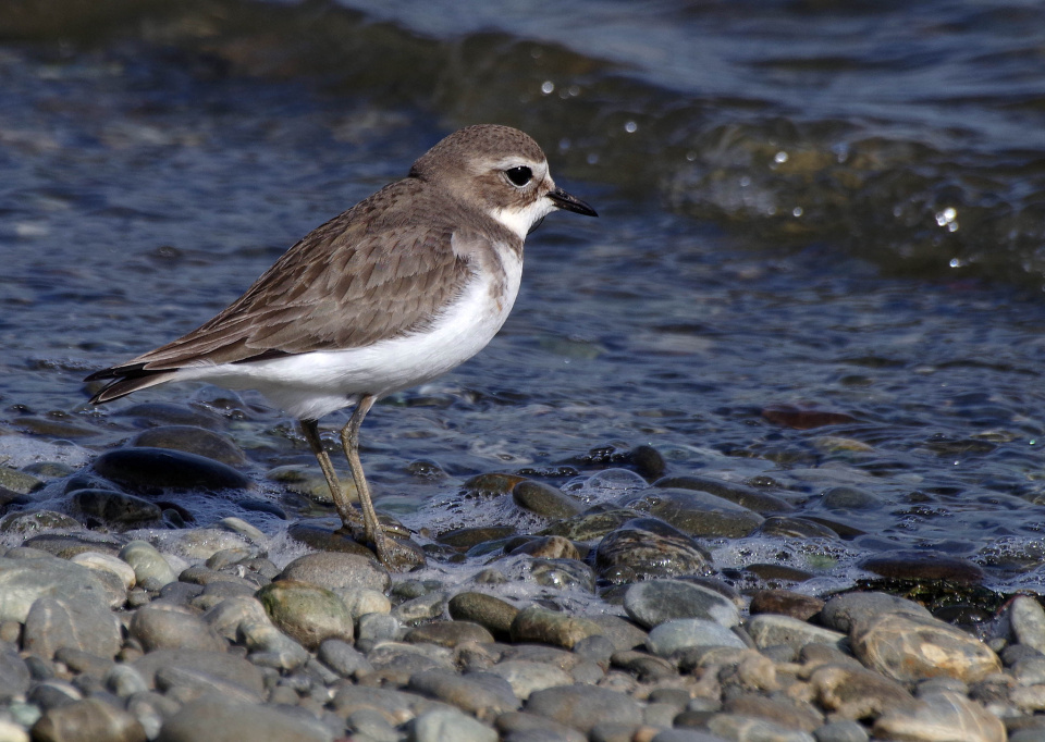 Female or juvenile banded dotterel | mpp26 | Blipfoto