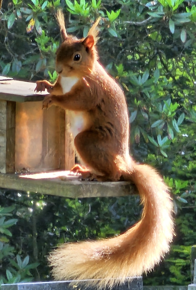 Red squirrel hunt. | trevorearthy | Blipfoto