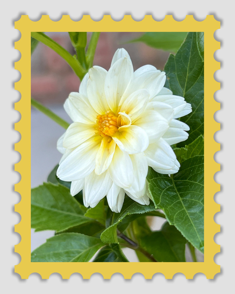 Mini Dahlia | Grammy | Blipfoto