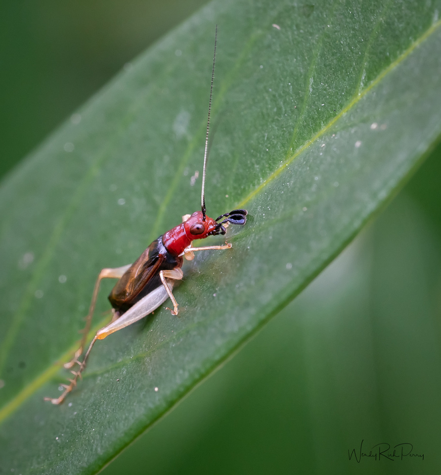 Red-headed Bush Cricket | wrperry | Blipfoto