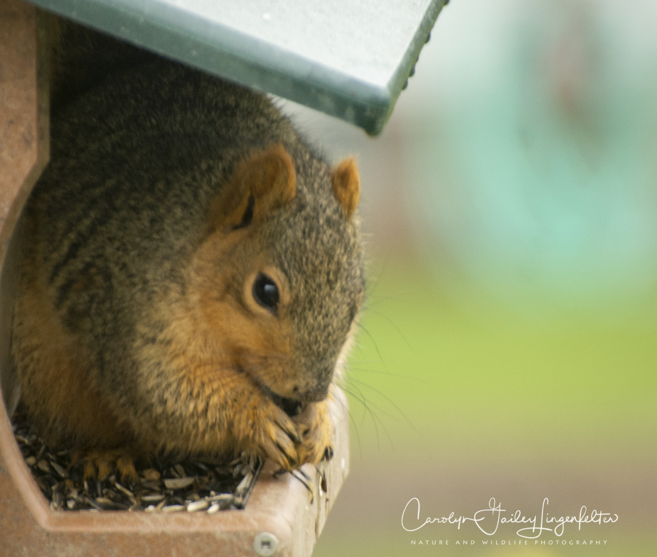 A friendly neighborhood rodent celebrating 2021 | Skip | Blipfoto