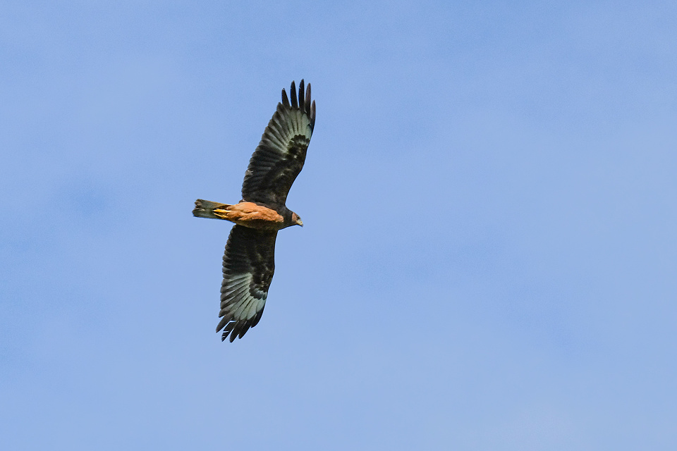 Australasian harrier hawk hunting | mpp26 | Blipfoto