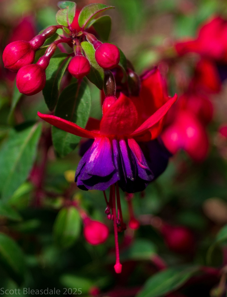 Worm's Eye Fuchsia | ScottElbee | Blipfoto